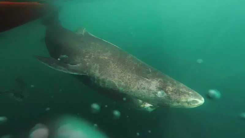 Ichi ndi Greenland shark: chilombo chakhungu chomwe chingathe kukhala ndi moyo zaka zoposa 400 3447_3