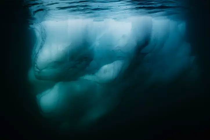 Greenland shark