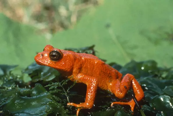 Tes kehamilan yang membawa katak ke ambang kepunahan 3505_1