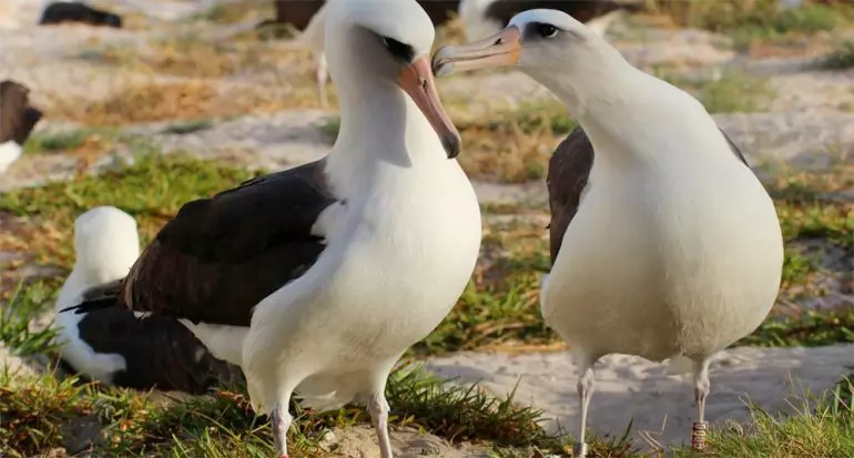 Paýhas albatros we beýleki ajaýyp garry eneler