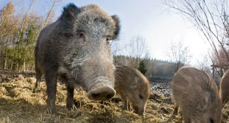 A mânca ca un porc nu mai este o insultă