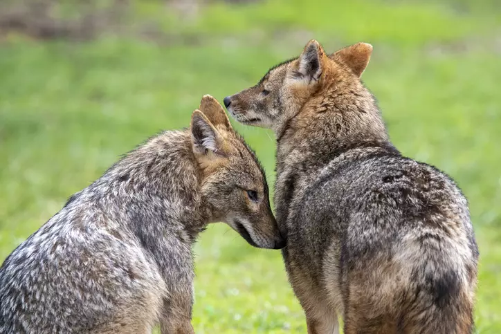 EUA liberam 8 lobos vermelhos na natureza para salvar espécies da extinção 3559_1