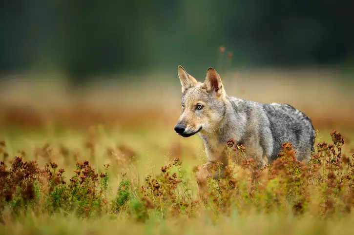 lobos vermelhos