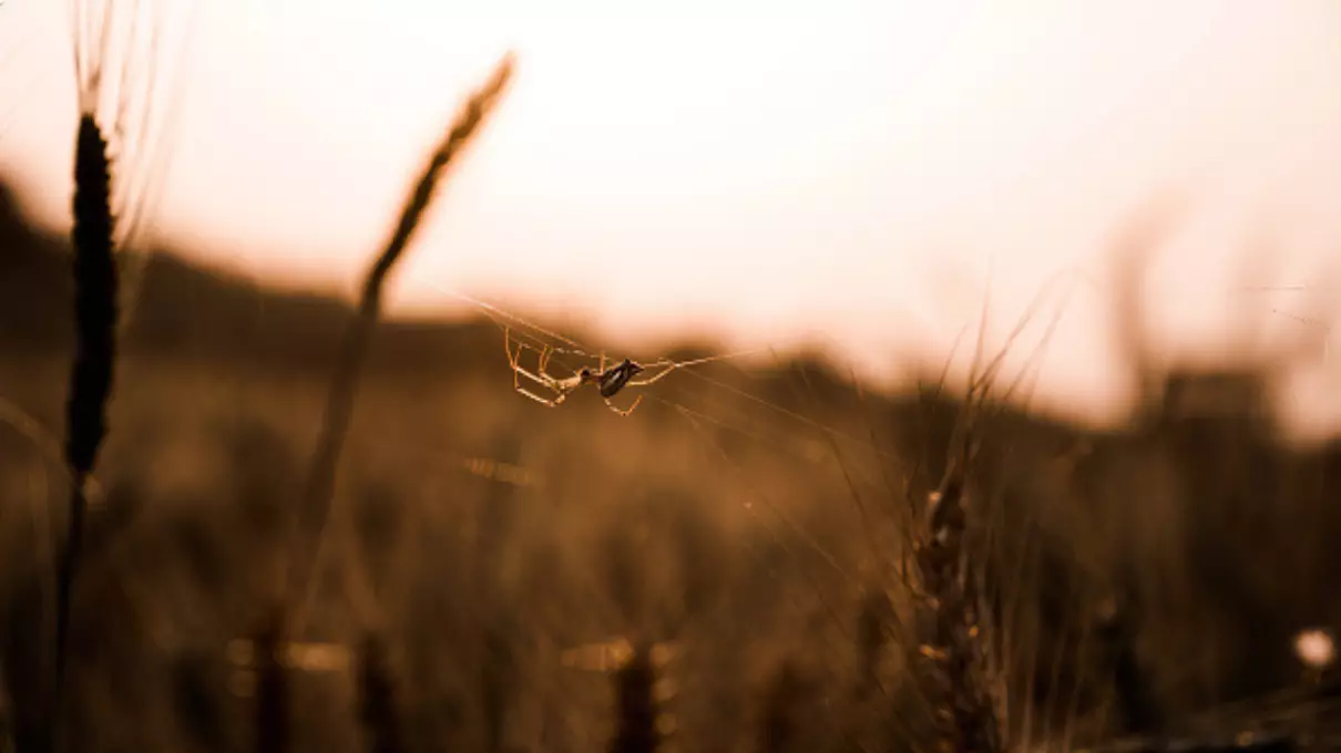 ayelujara spiders