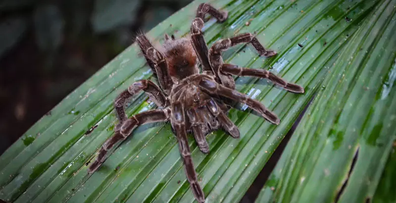 Suna rubuta shari'ar farko ta katuwar tarantula da ke ciyar da opossum