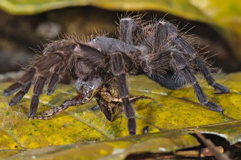 džinovska žaba tarantula