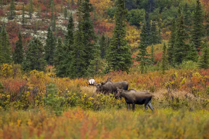 Die USA setzen die von Trump genehmigten Ölbohrungen im Arctic Wildlife Refuge aus 3602_1