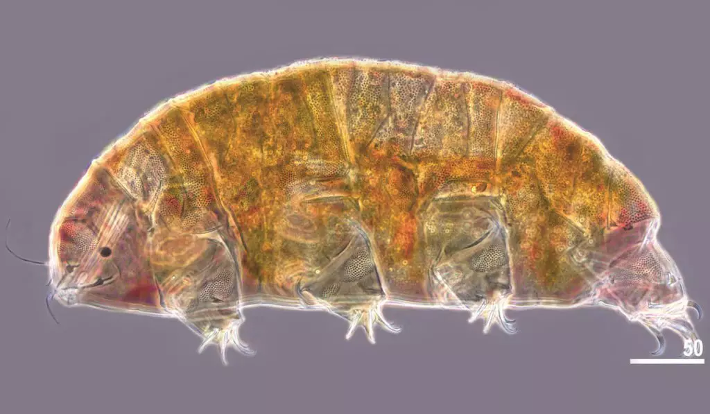 Une nouvelle espèce de tardigrade découverte au Kirghizistan