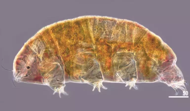 tardigrado espezie berriak