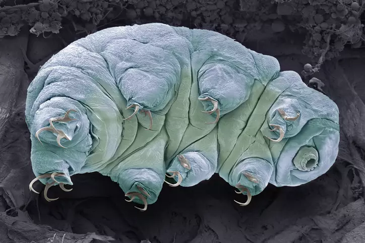 espezie berriak tardigradoak