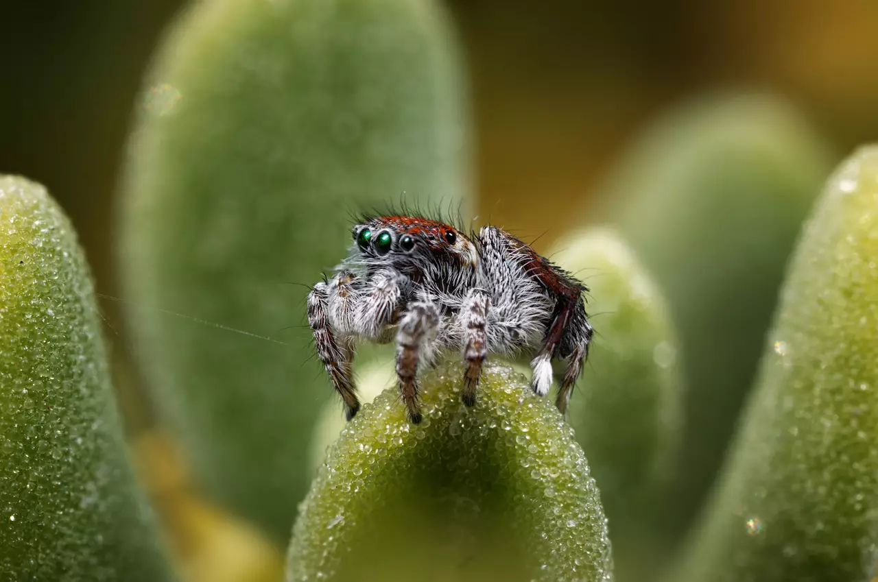 Spiders na iya yin mafarki, bisa ga binciken Harvard da aka buga