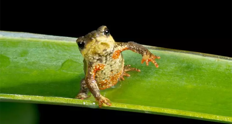 Warty wonders: trije nije padden yn Brazylje