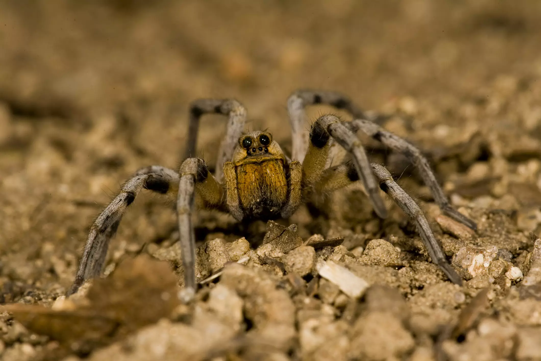 spiders illegal trade