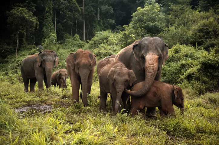 kawanan gajah