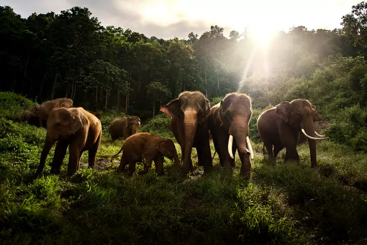 kawanan gajah