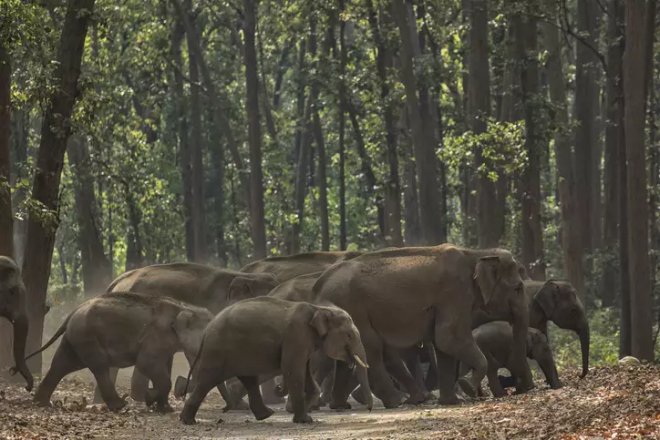 kawanan gajah