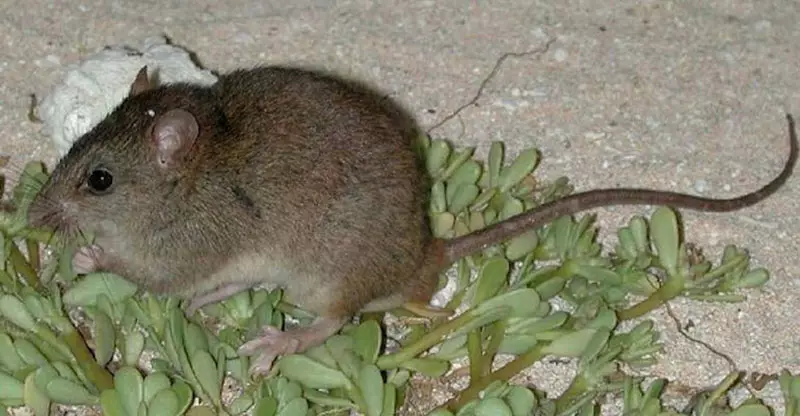 Melomys rubicola grauzēju zīdītājs