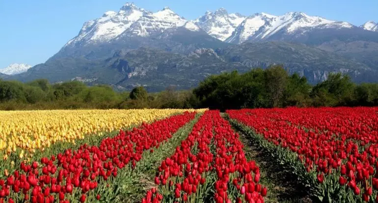 O le togafiti faataulaitu o tulips i Patagonia