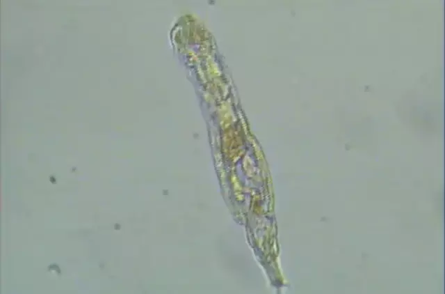 rotifer