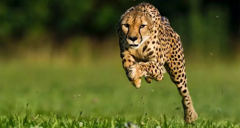 Der schnellste Gepard der Welt stirbt. Beobachte sie beim Laufen.