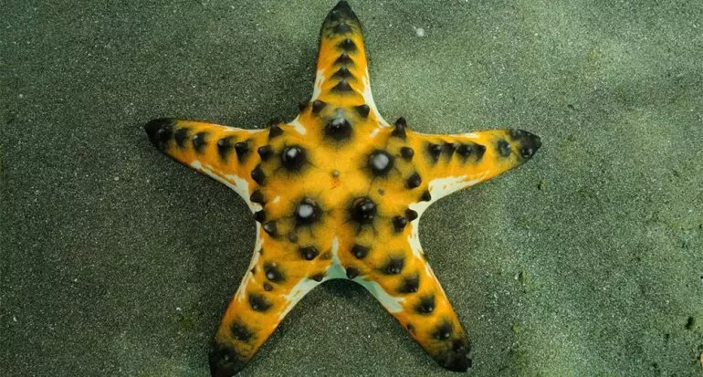 L'estrella de mar espurnes de xocolata i els seus parents