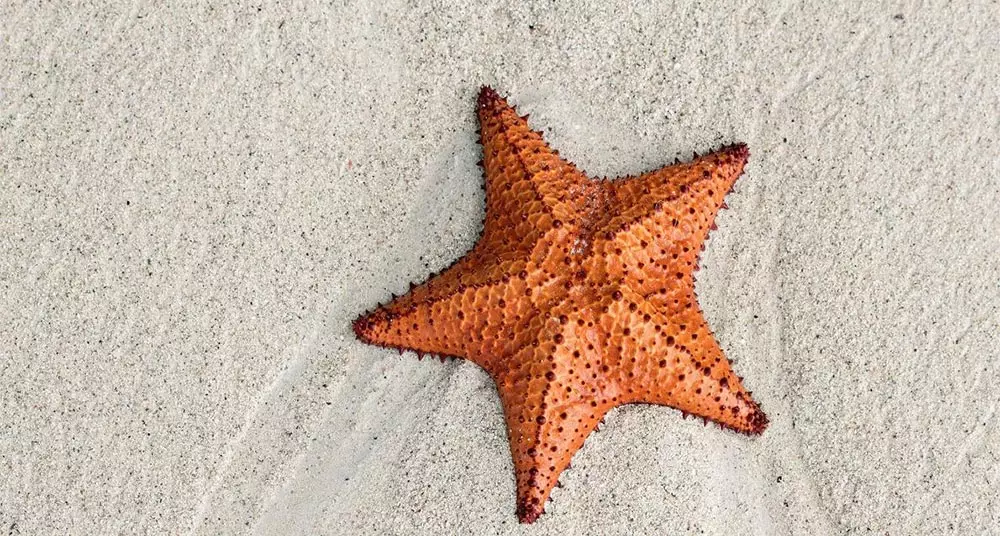 L'estrella de mar espurnes de xocolata i els seus parents 3808_2