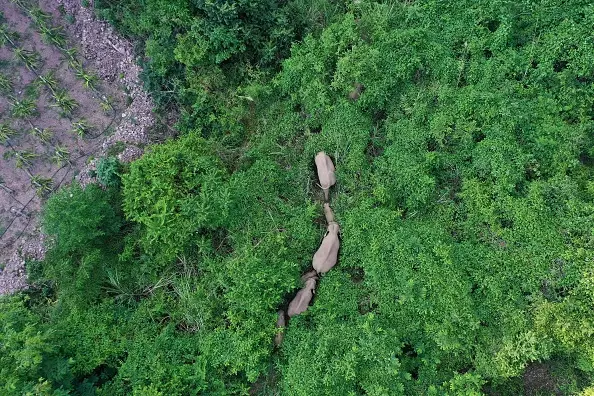 ගැලරිය: චීනය පුරා ගමන් කරන අලි ඇතුන්ගේ අද්භූත නික්මයාම මිලියන ගණනක් ආකර්ෂණය කරයි 3811_1