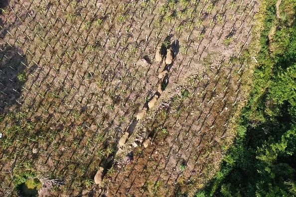 ගැලරිය: චීනය පුරා ගමන් කරන අලි ඇතුන්ගේ අද්භූත නික්මයාම මිලියන ගණනක් ආකර්ෂණය කරයි 3811_2