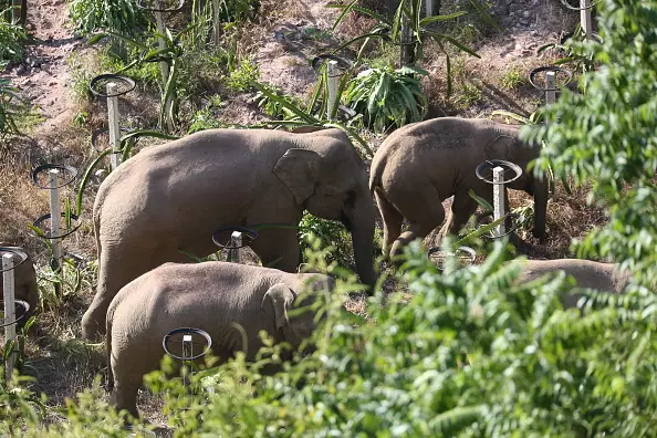 gajah lelungan