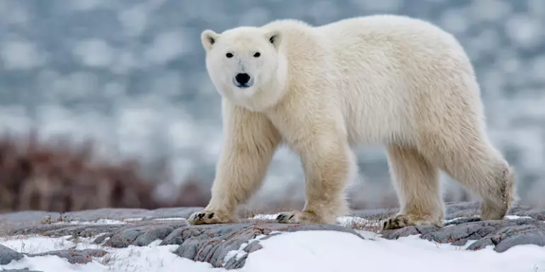 Ryrkaypiy polar bears