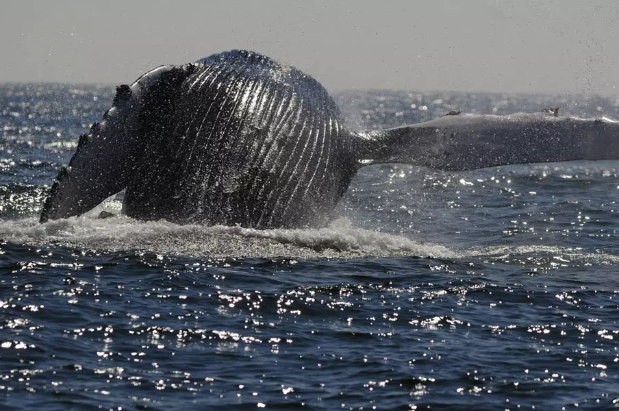 Whales muMexico 3863_3