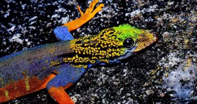 Descubríronse dúas novas especies de geckos