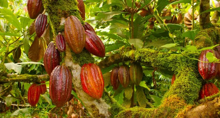 A ruta do cacao: un Edén para nenos.