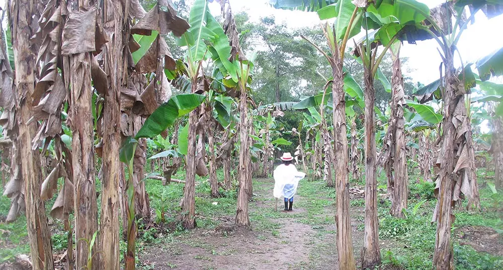 A ruta do cacao: un Edén para nenos. 3882_2