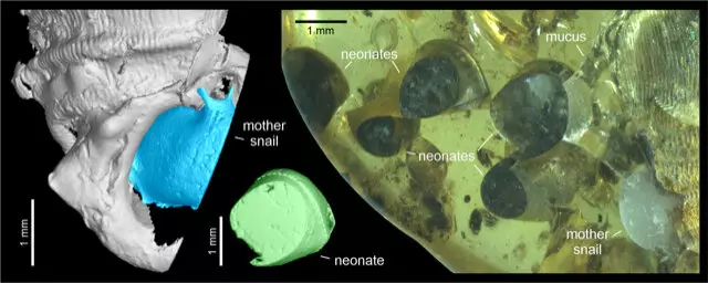 nkhono ya fossilized