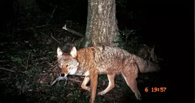 Coyolos: нові звірі в Канаді