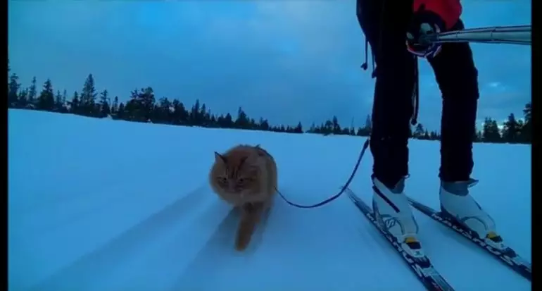 Os gatos podem aprender a ?esquiar?