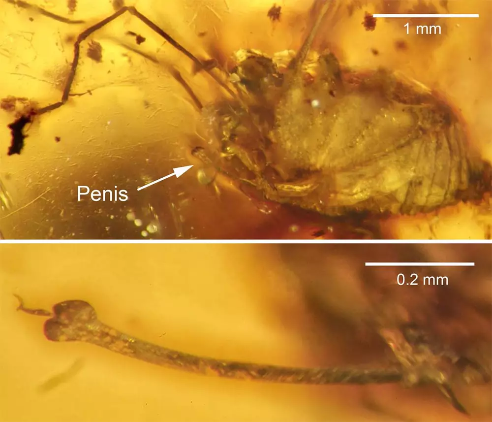 Ang Opilion fossil ay nagpapanatili ng isang 99-milyong taong gulang na pagtayo 4060_2