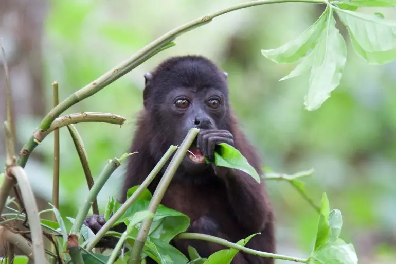 howler monkeys