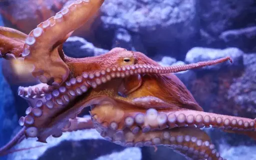 octopussen