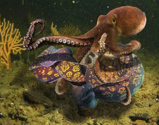 octopus