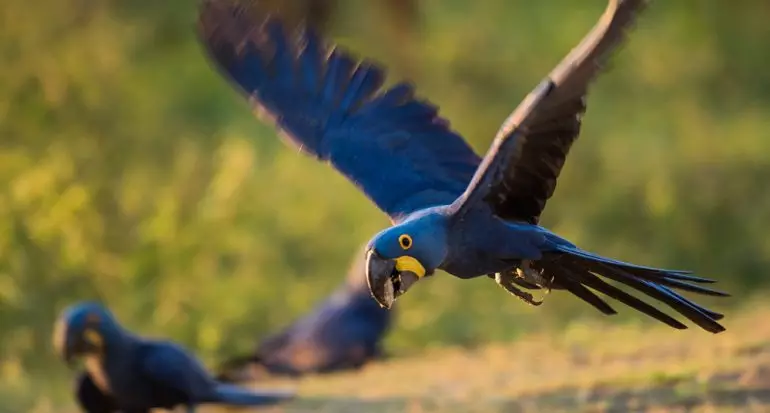 Kòmanse vwayaj la nan Pantanal brezilyen an