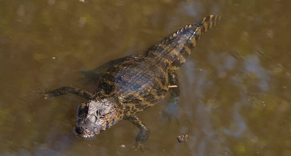 Kòmanse vwayaj la nan Pantanal brezilyen an 4147_3