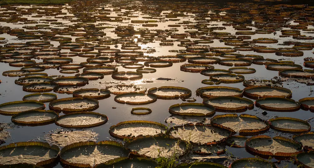 බ්‍රසීලියානු Pantanal හි ගමන ආරම්භ කරන්න 4147_6