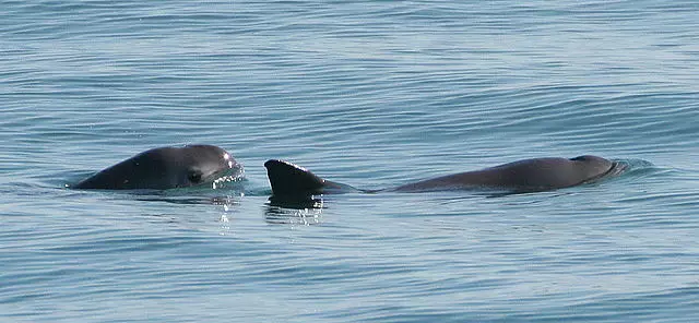 Lumba-lumba vaquita dapat diselamatkan jika penangkapan ikan ilegal dihentikan