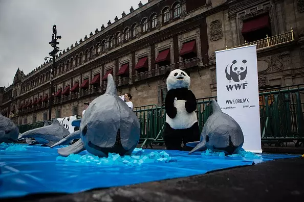 Mehika omili zaščitne ukrepe za marino vaquita, ki se bliža izumrtju