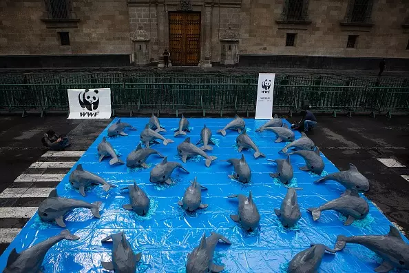 vaquita porpoise