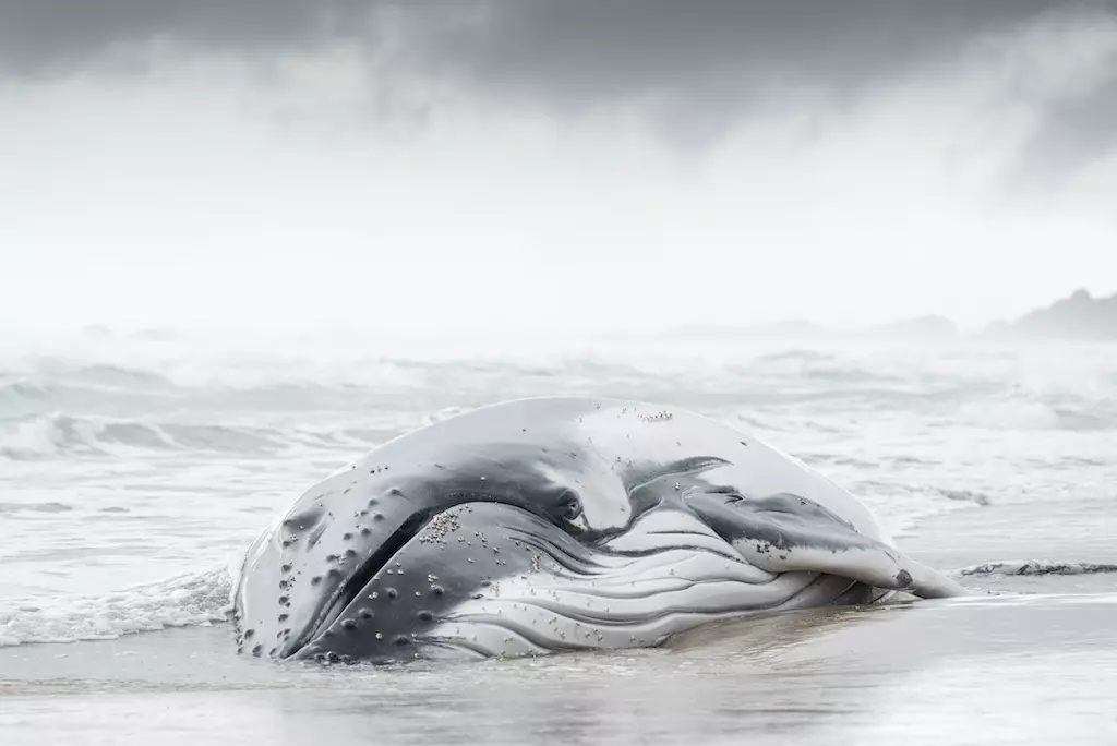 海の騒音公害がクジラを混乱させる