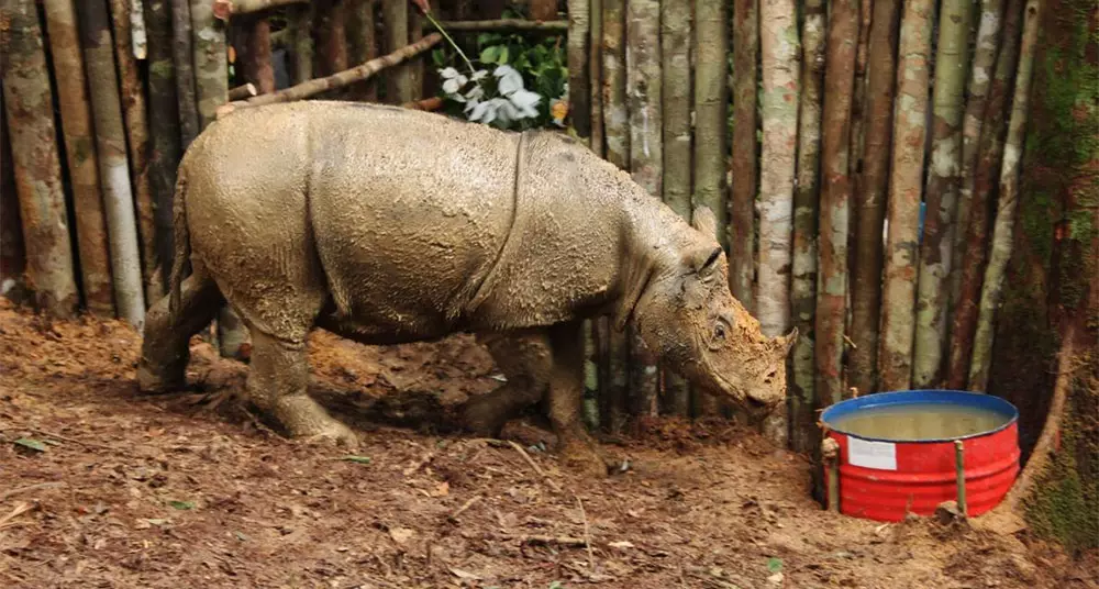 Na maua le rhino Sumatran seasea ... ina ua mavae le 40 tausaga 4238_2