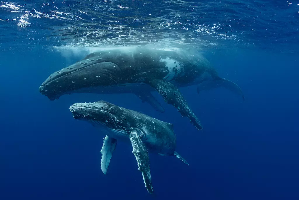 Humpback وهيل پنهنجن گيتن کي ٻين سيٽيسين ڏانهن ورثي ۾ ملن ٿا